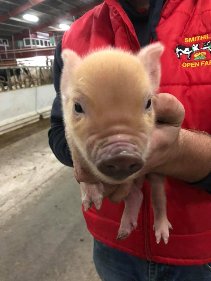 New Born Piglets!! - Smithills Open Farm