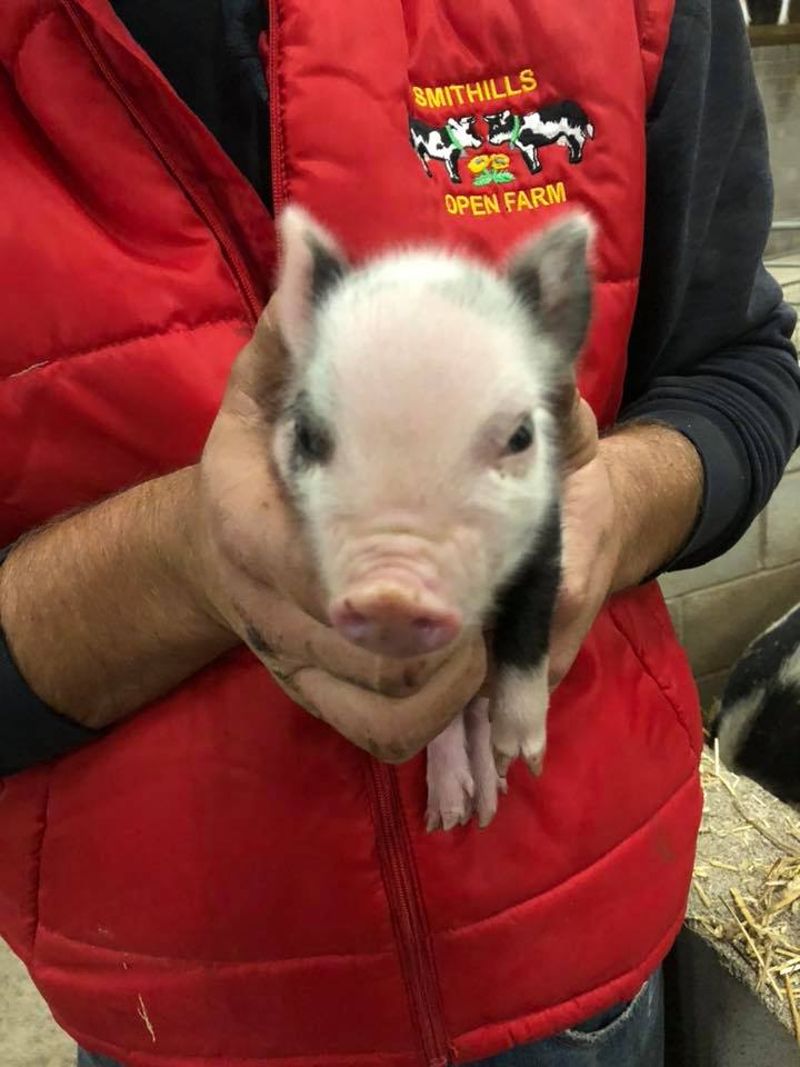 New Born Piglets!! - Smithills Open Farm