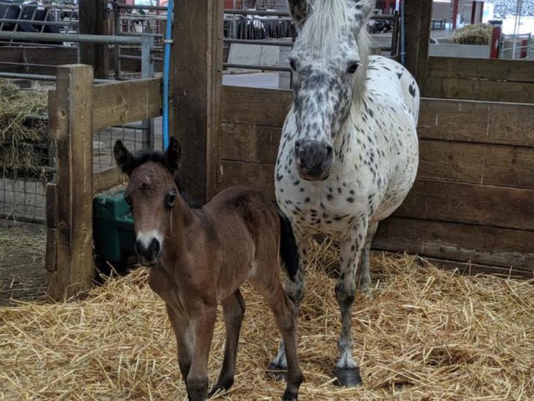 Shetland Pony - Smithills Open Farm