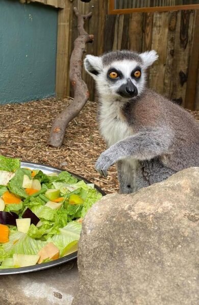 Zoo Zone - Smithills Open Farm