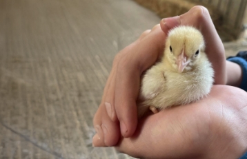 Animals - Smithills Open Farm