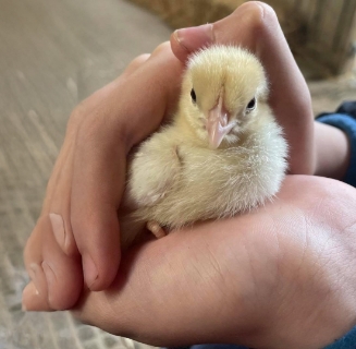 Animals - Smithills Open Farm