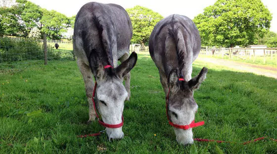 Donkeys - Smithills Open Farm