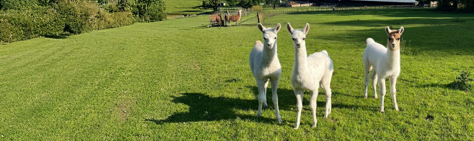 Animals - Smithills Open Farm