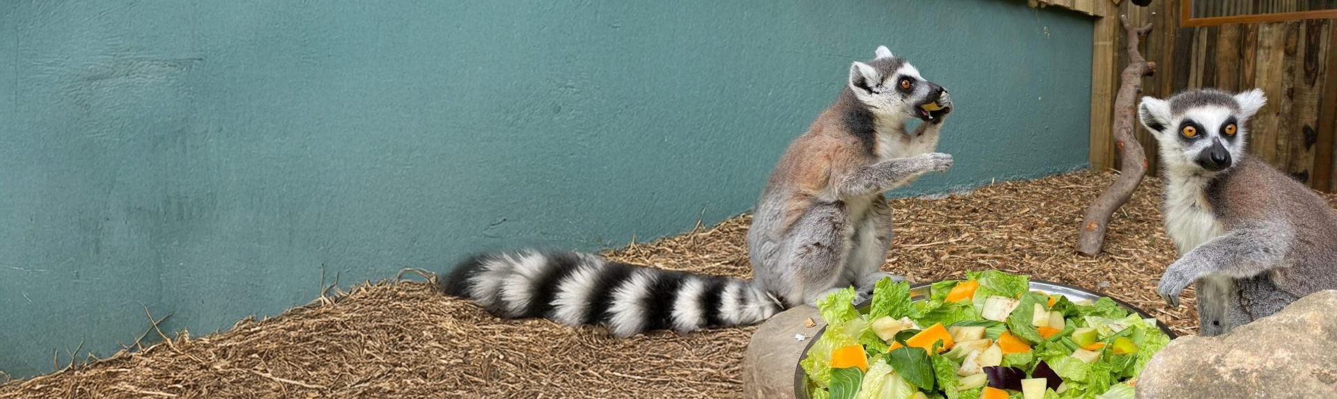 Zoo Zone - Smithills Open Farm