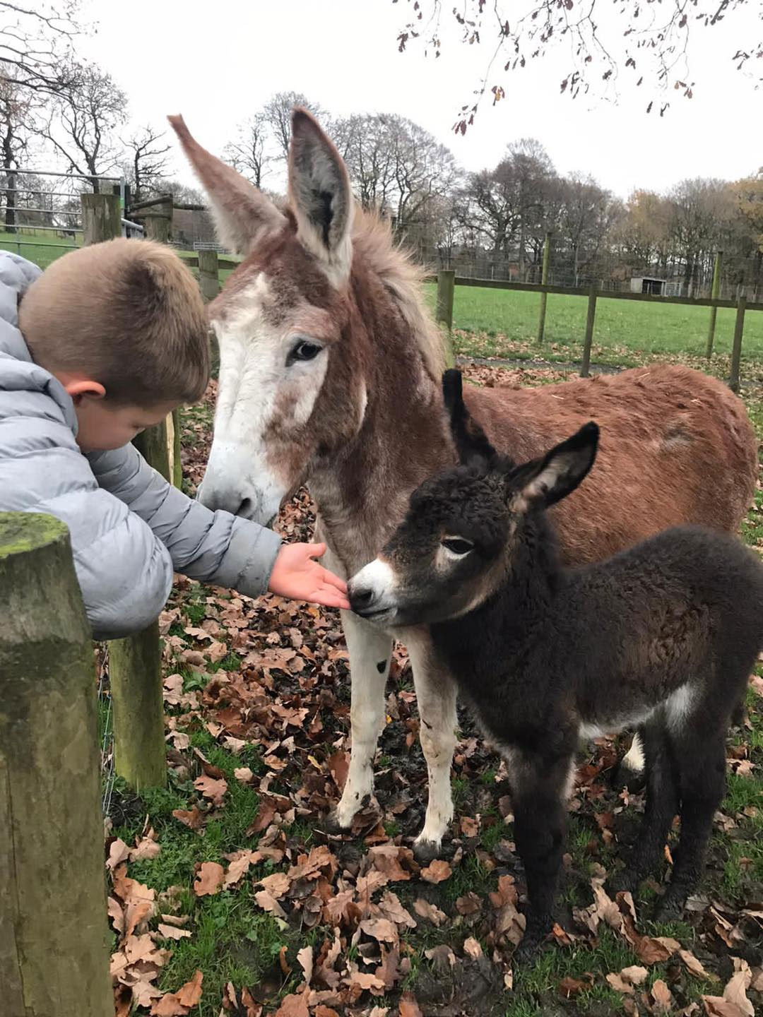 Meet & Greet - Smithills Open Farm