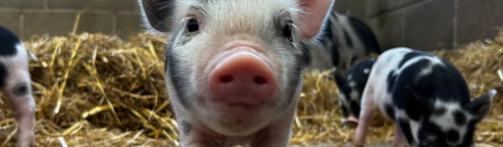 Visit The Farm - Smithills Open Farm