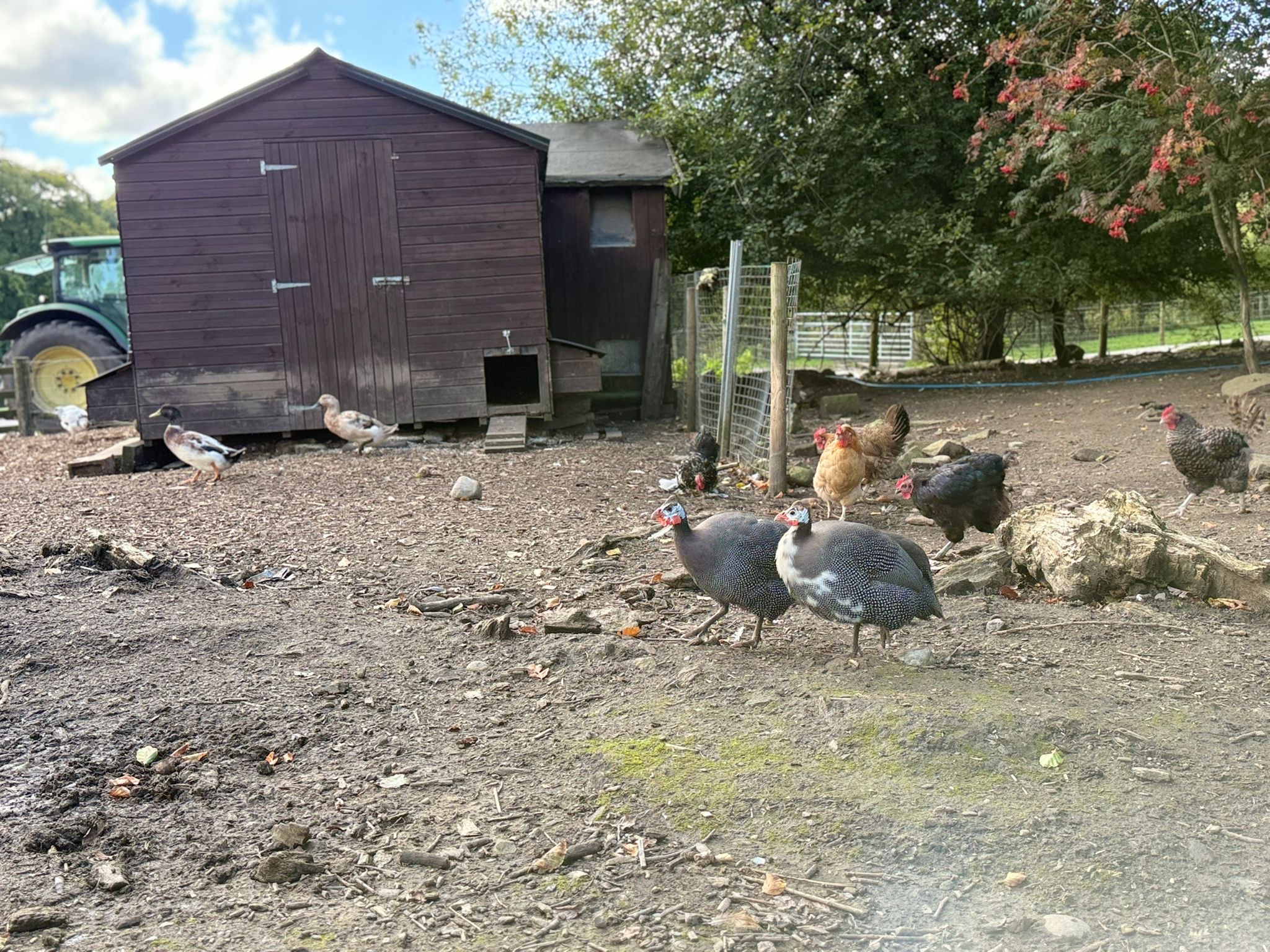 Guinea Fowl - Smithills Open Farm