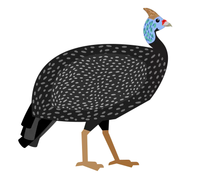 Guinea Fowl - Smithills Open Farm