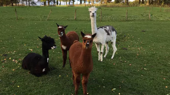 Alpacas - Smithills Open Farm