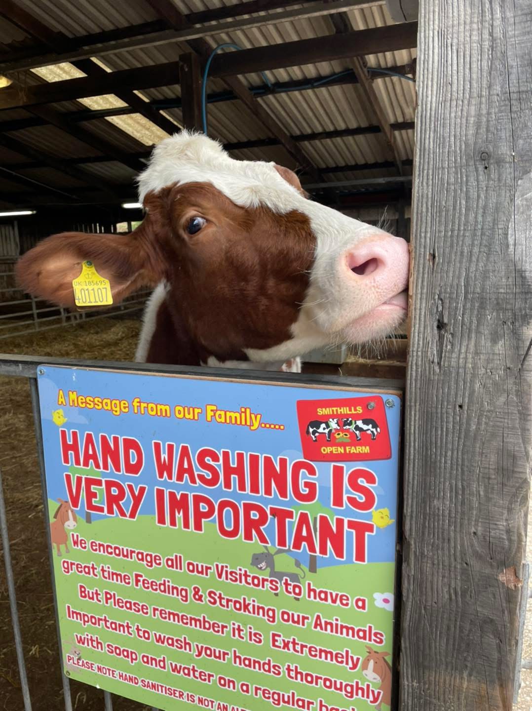 Holstein Cows - Smithills Open Farm