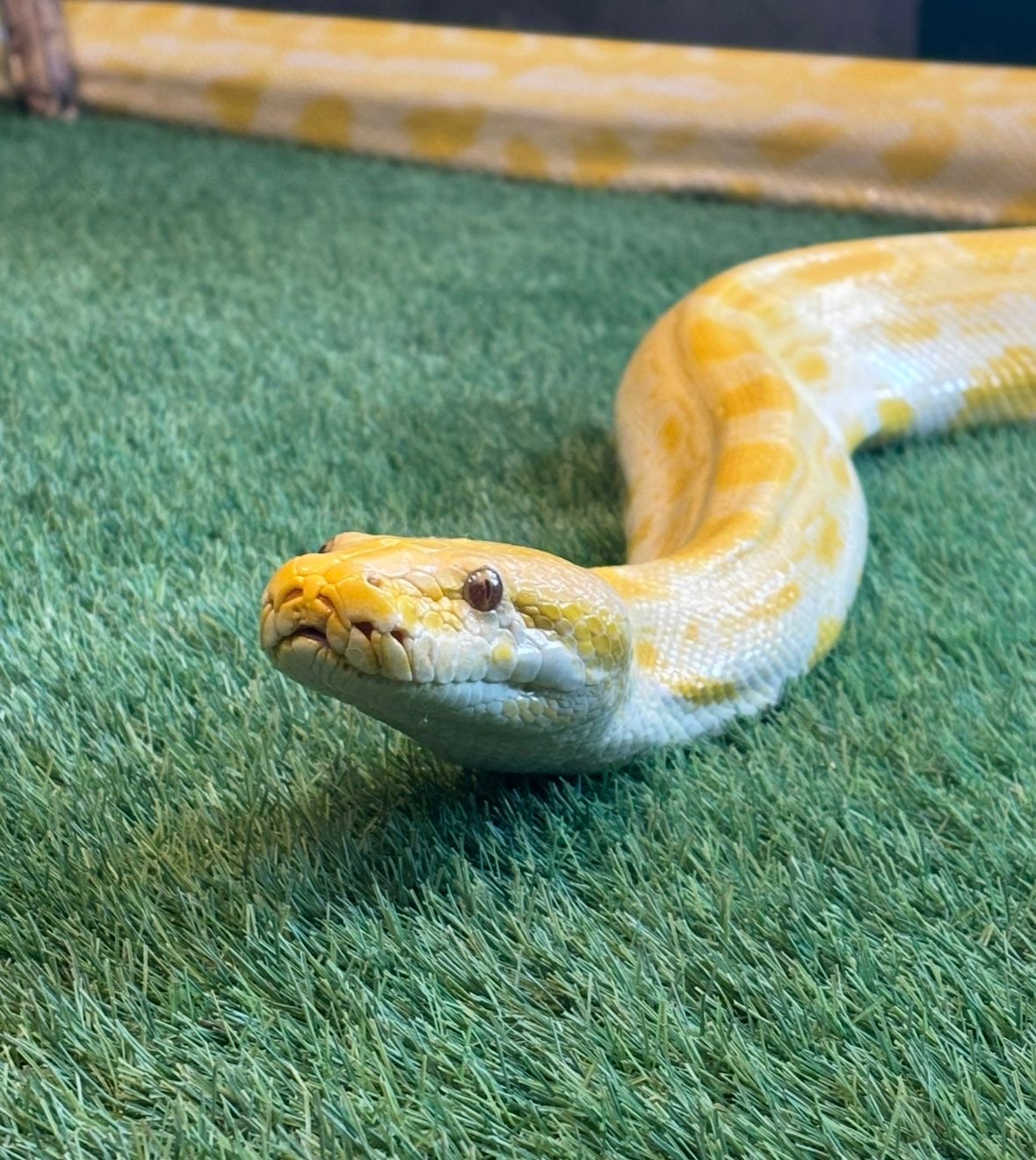 Reptiles - Smithills Open Farm