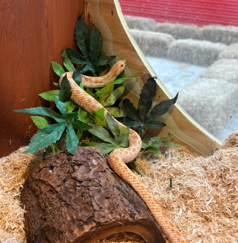 Reptiles - Smithills Open Farm