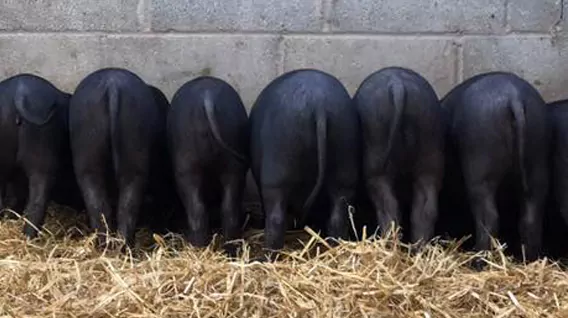Pot Bellied Pigs - Smithills Open Farm