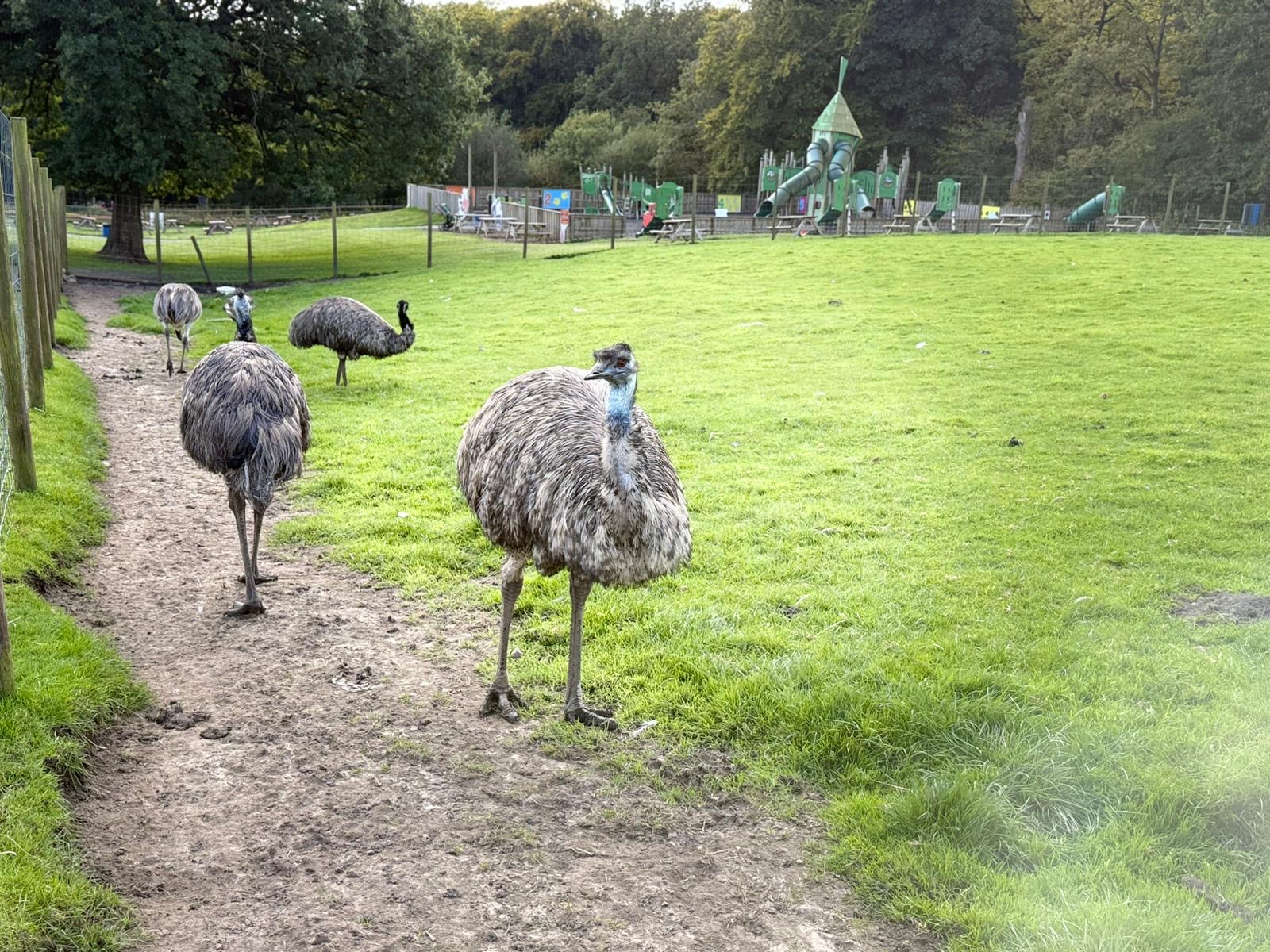 Emu - Smithills Open Farm