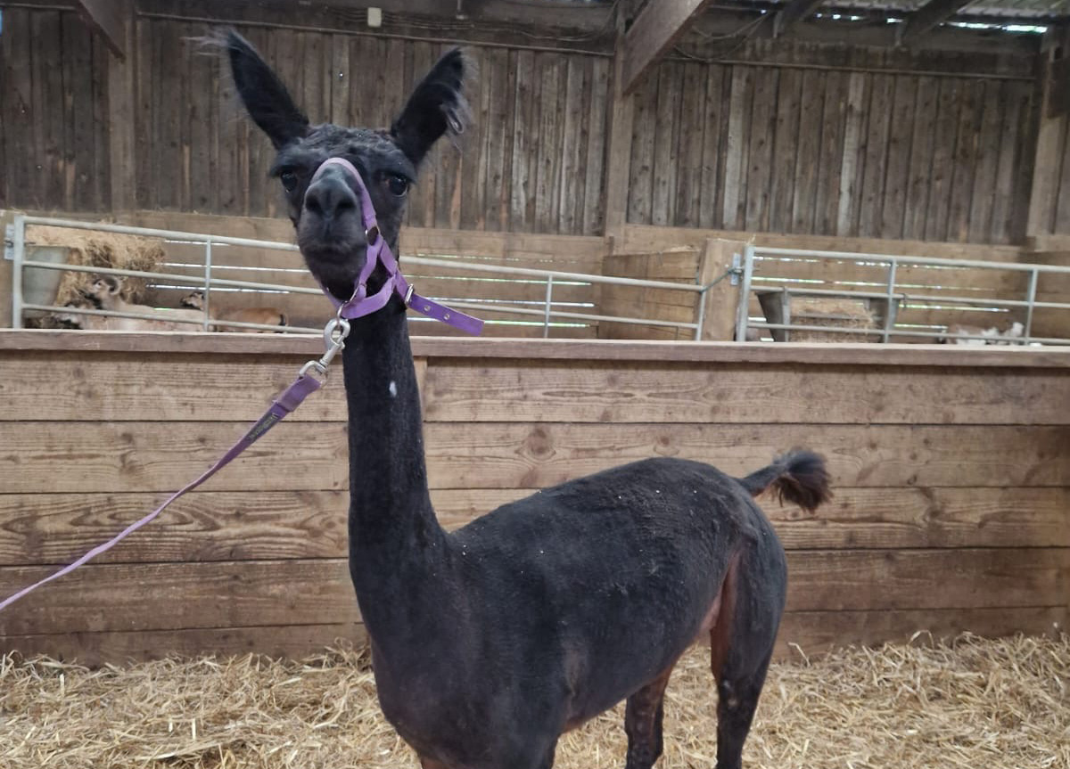 Sheep and Alpaca Shearing - Smithills Open Farm