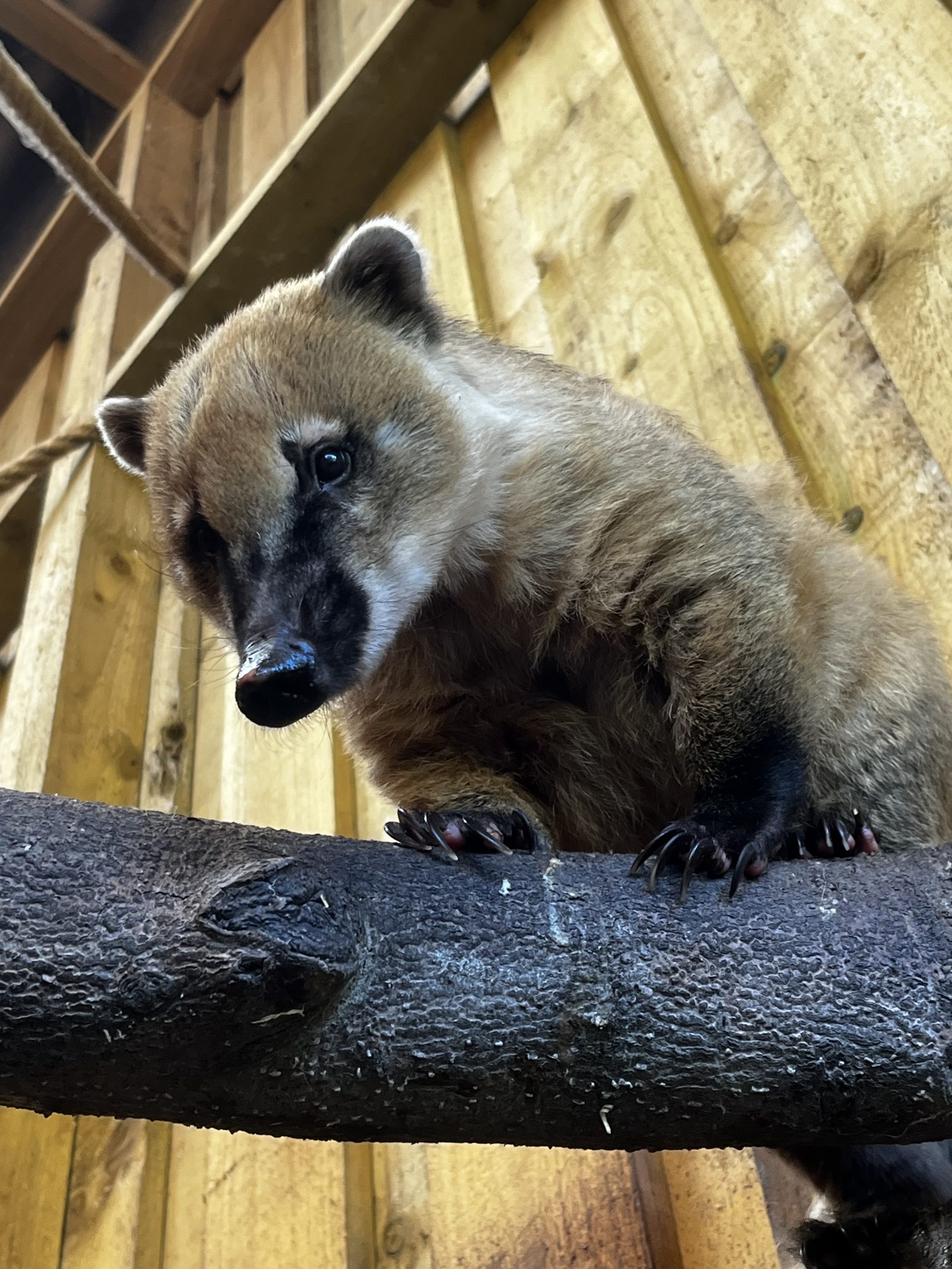 Coati's - Smithills Open Farm