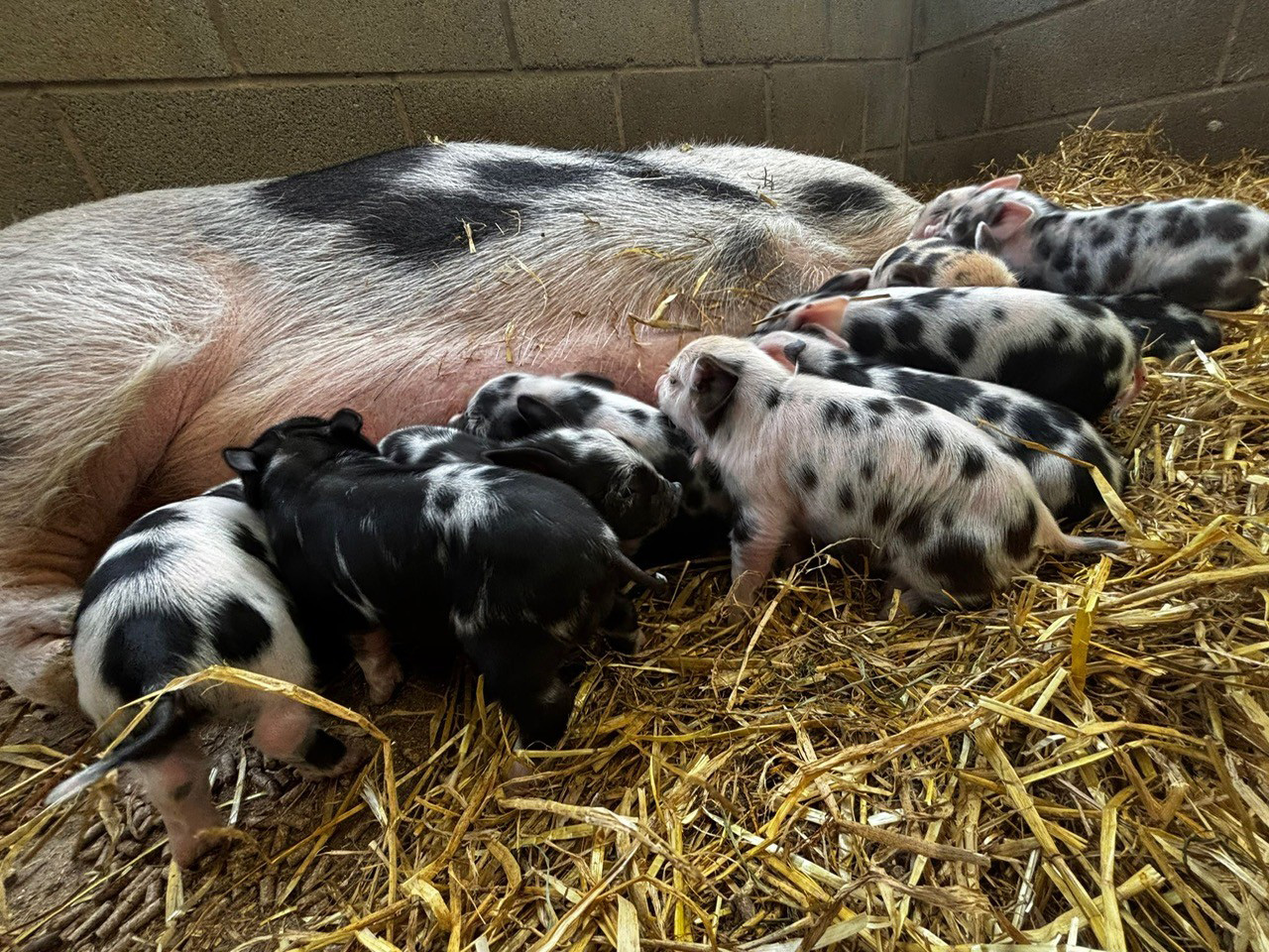 The new piglets have arrived! - Smithills Open Farm