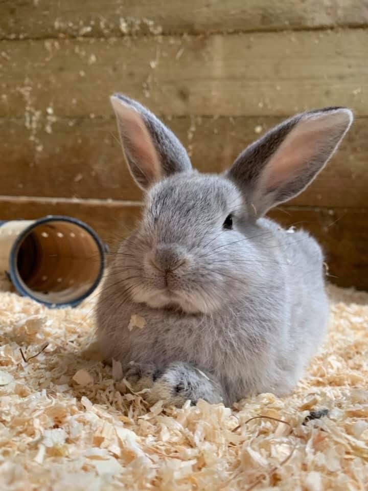 Rabbits - Smithills Open Farm