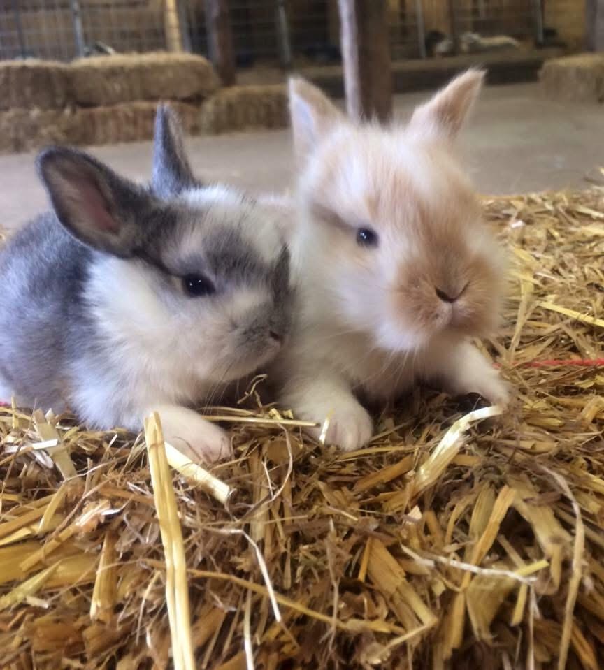 Rabbits - Smithills Open Farm