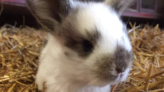Rabbits - Smithills Open Farm