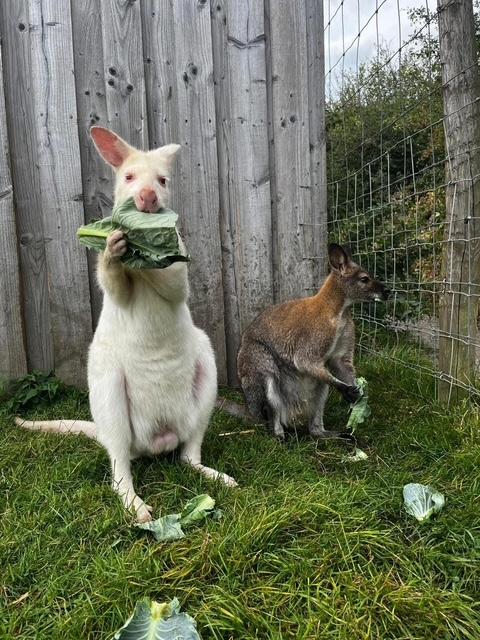 Wallaby - Smithills Open Farm